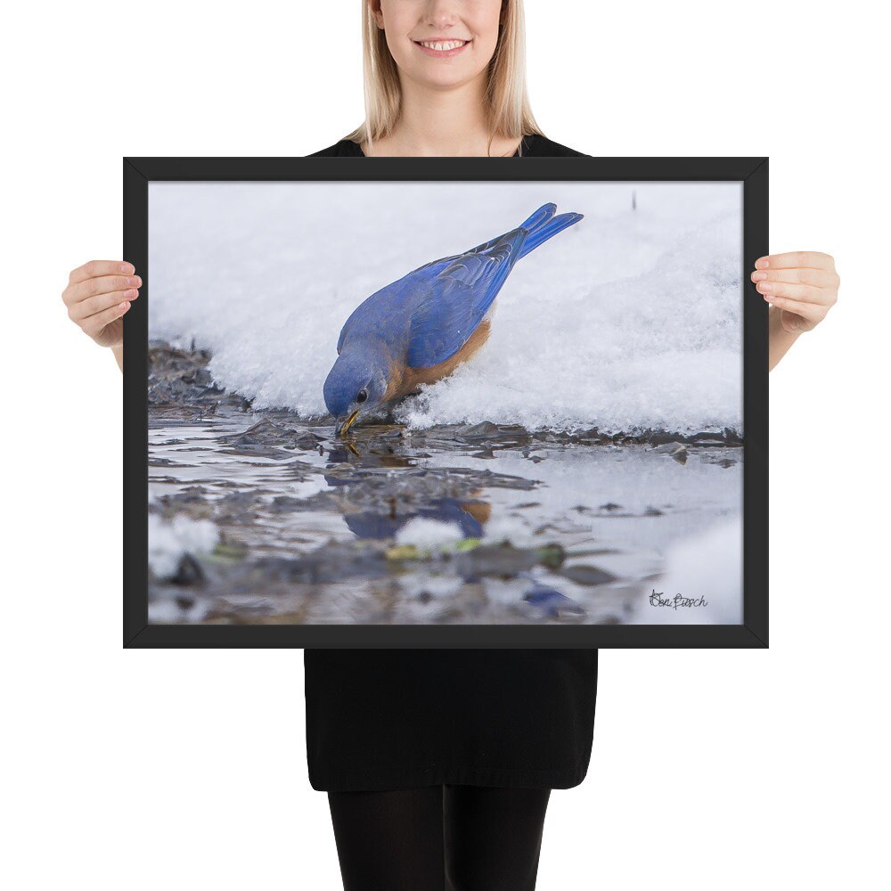 Bluebird at Pond Framed Photograph Bluebird at Pond Framed - Etsy