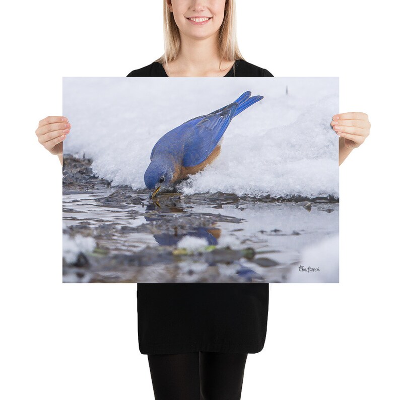 Bluebird at Pond Unmounted Photograph | Bluebird at Pond Unmounted ...