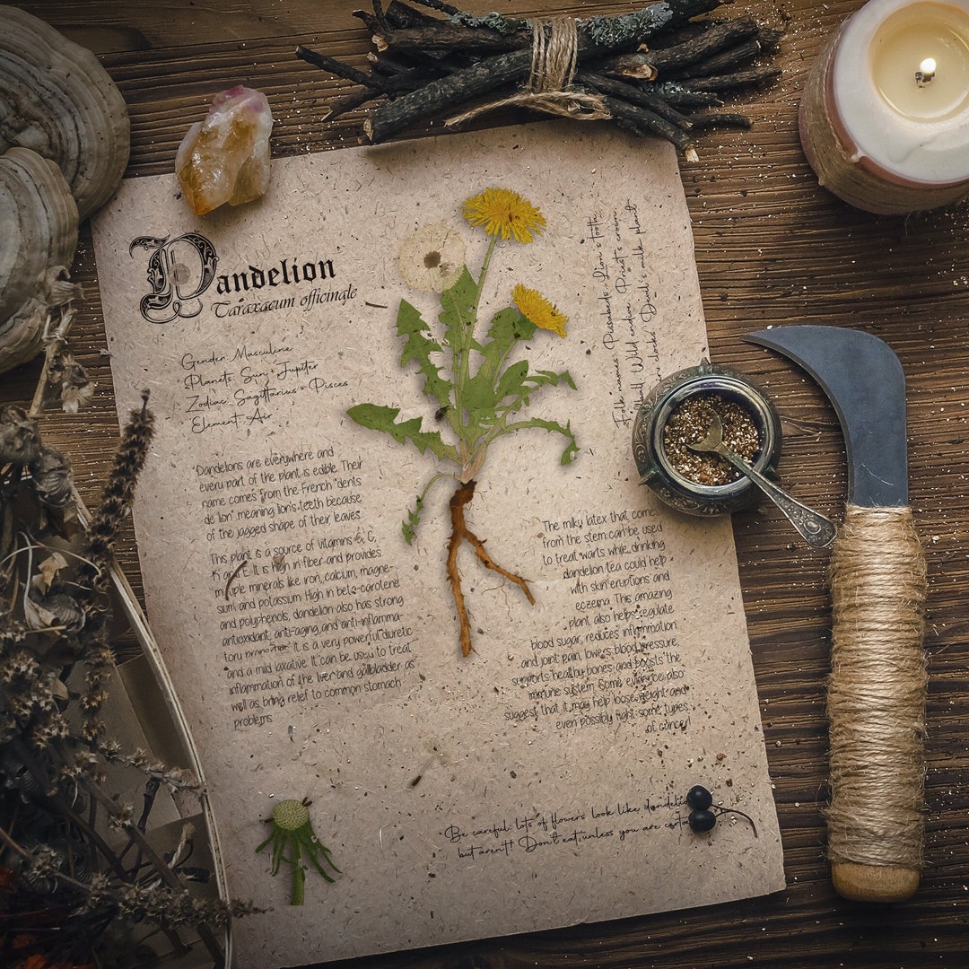 Dandelion Magick, Herbarium, Grimoire Herbal Page, Witchcraft, Book of ...
