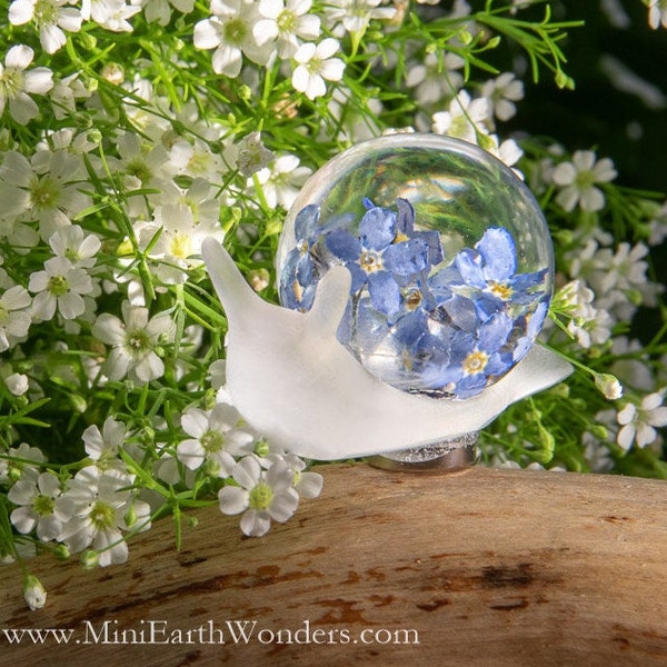 Forget Me Not - Etsy