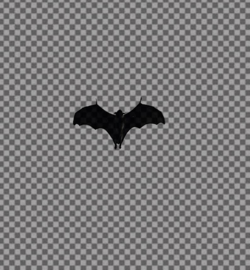 Bat Overlays PNG Real Bat Overlays Flying Bats Bat - Etsy