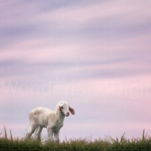 Lamb Digital Backdrop Layered PSD With Grass Overlay, Lamb Ovelay ...