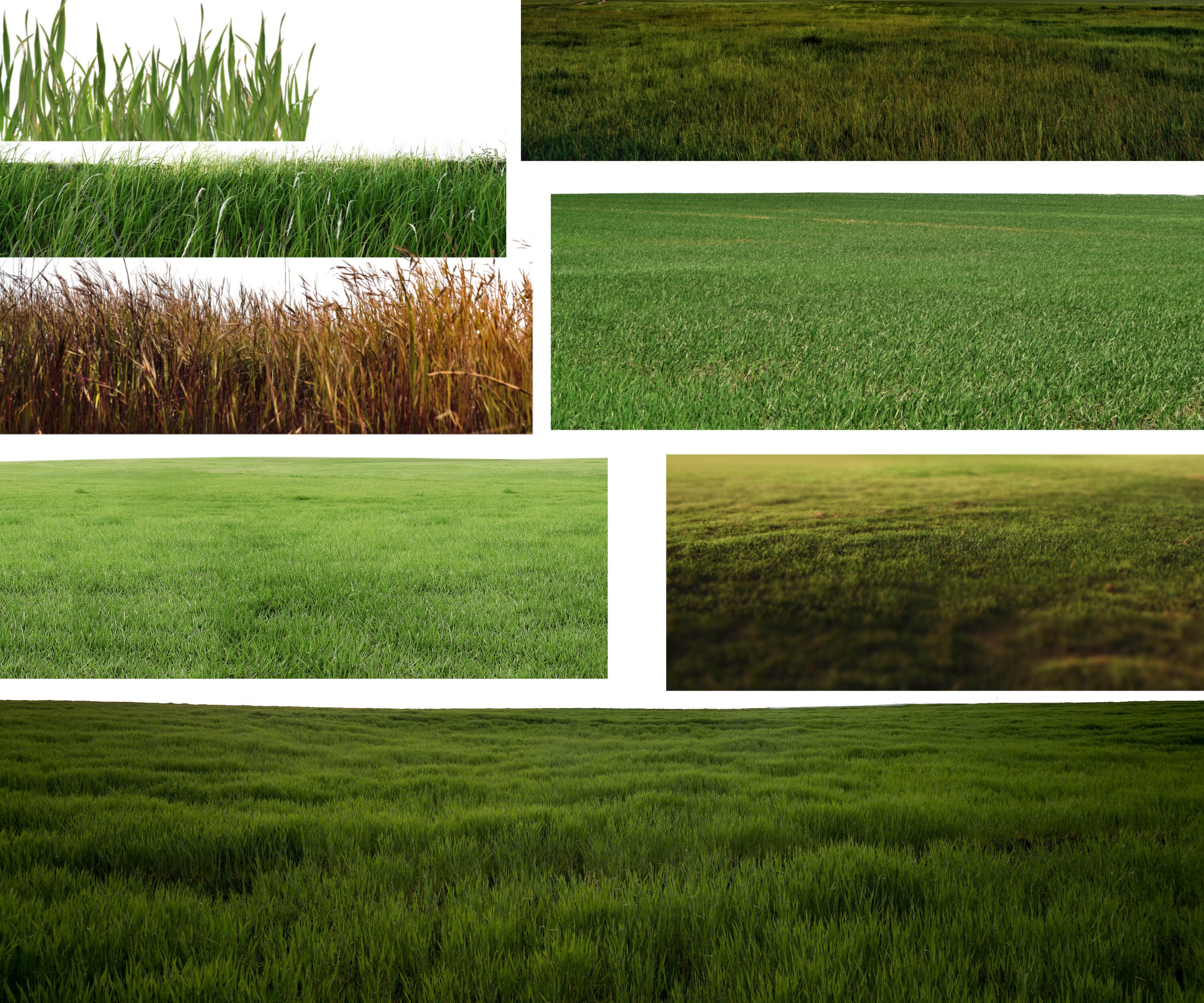 20 PNG Grass Overlays Transparent Background Real Grass - Etsy UK