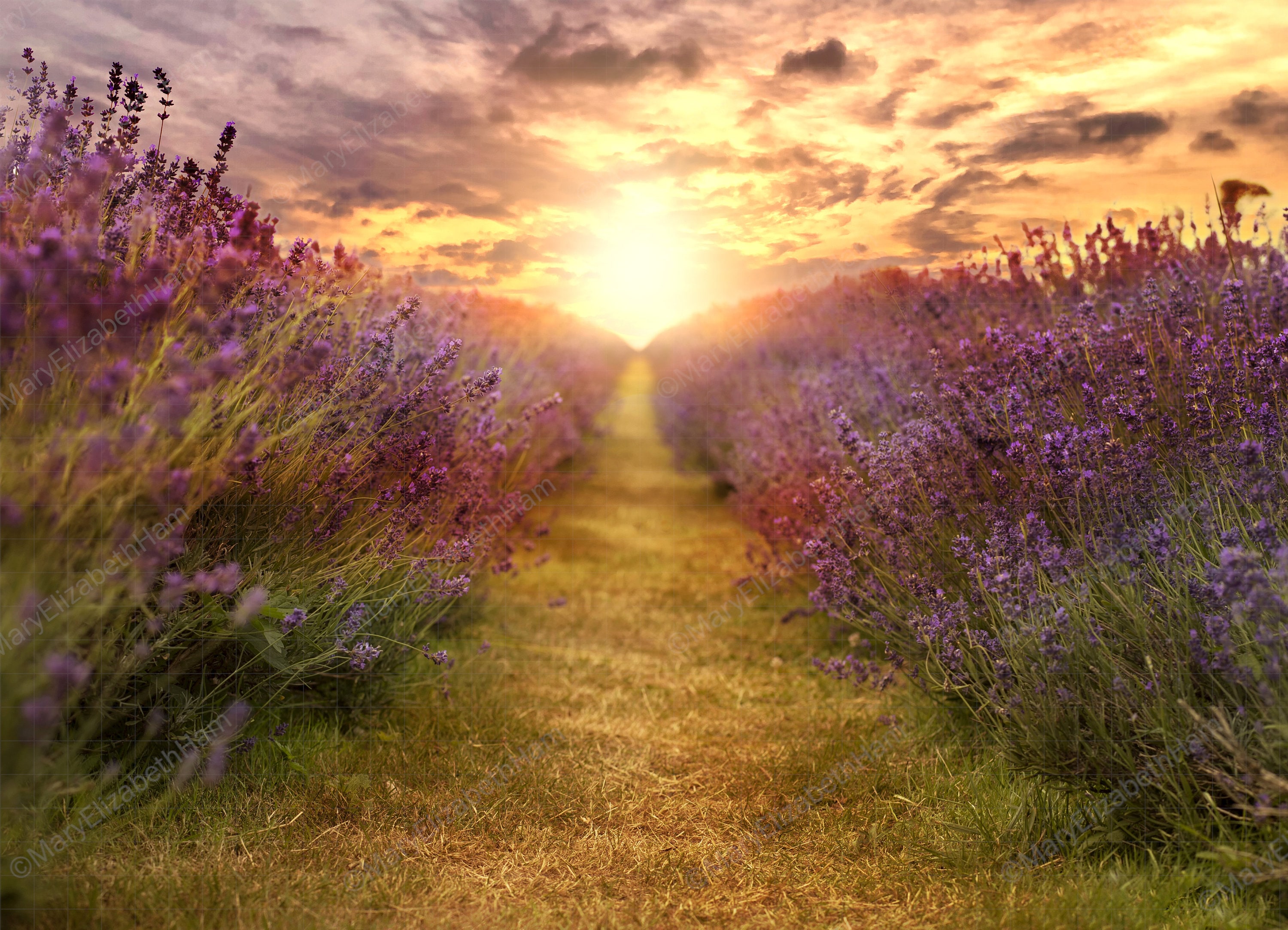 Lavender Flower Field Digital Backdrop/background - Etsy