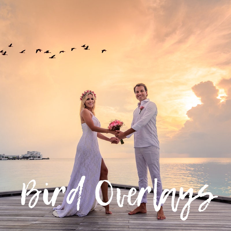 Stream Overlays Birds - Etsy