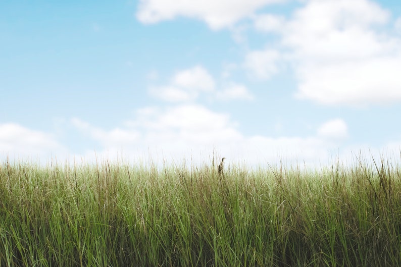 20 PNG Grass Overlays, Transparent Background, Real Grass Overlays ...