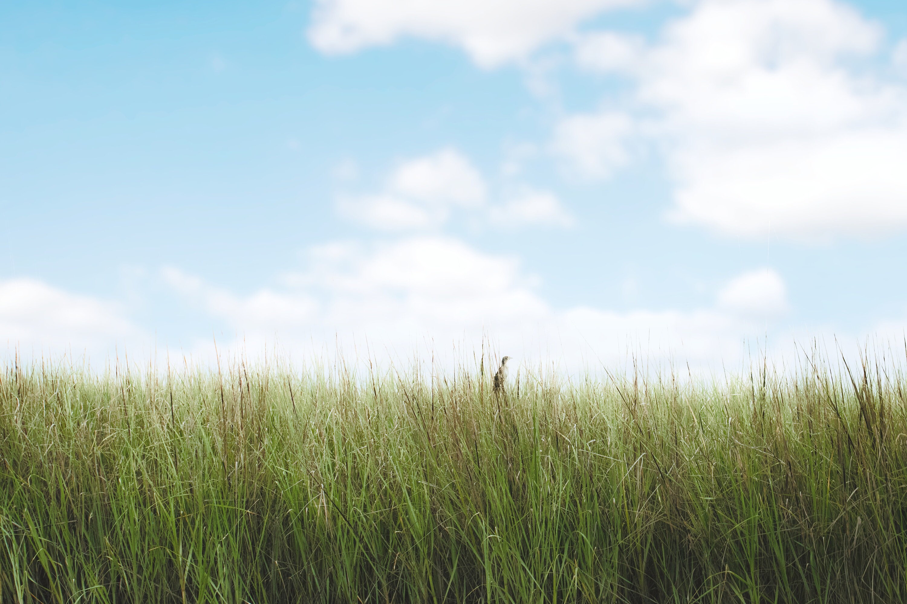 20 PNG Grass Overlays, Transparent Background, Real Grass Overlays ...