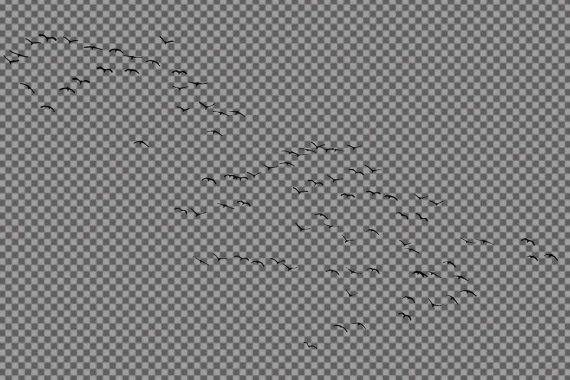 Bird Overlays Flock of Birds PNG Transparent Background - Etsy