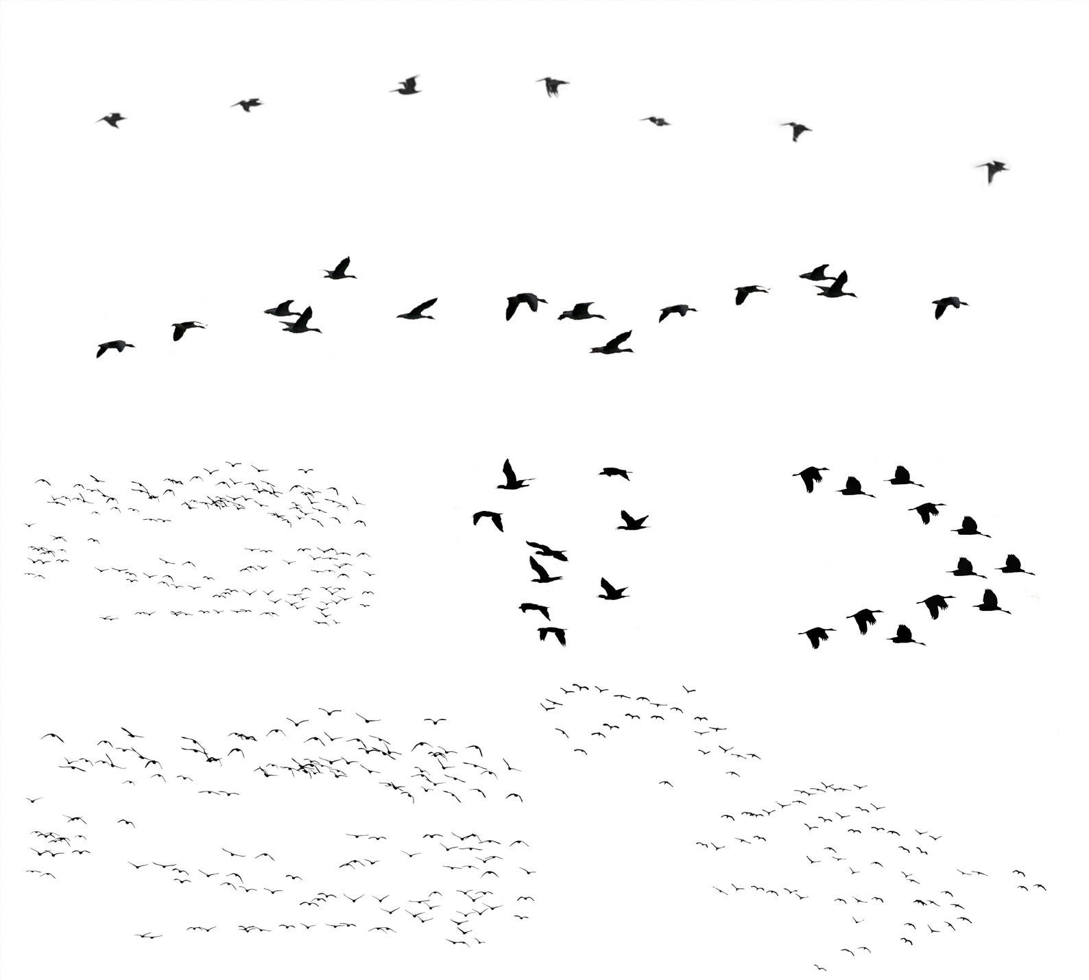 Bird Overlays Flock of Birds PNG Transparent Background - Etsy