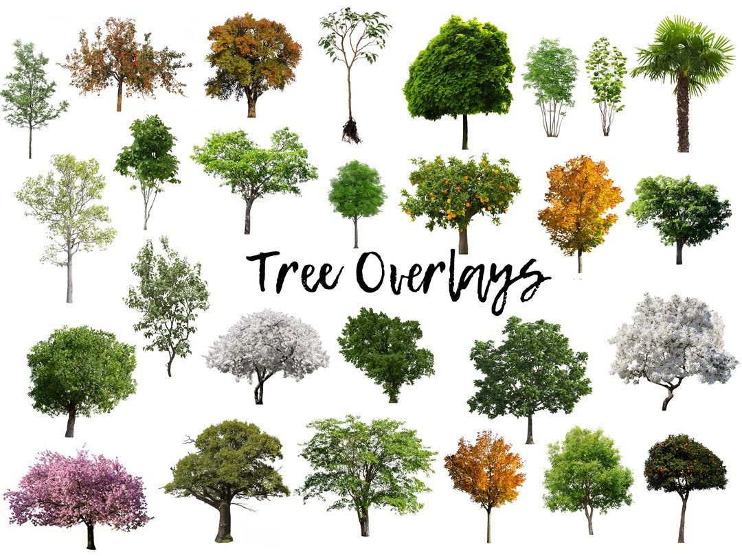 50 Tree Overlays, PNG Transparent Background, Photography Overlays ...