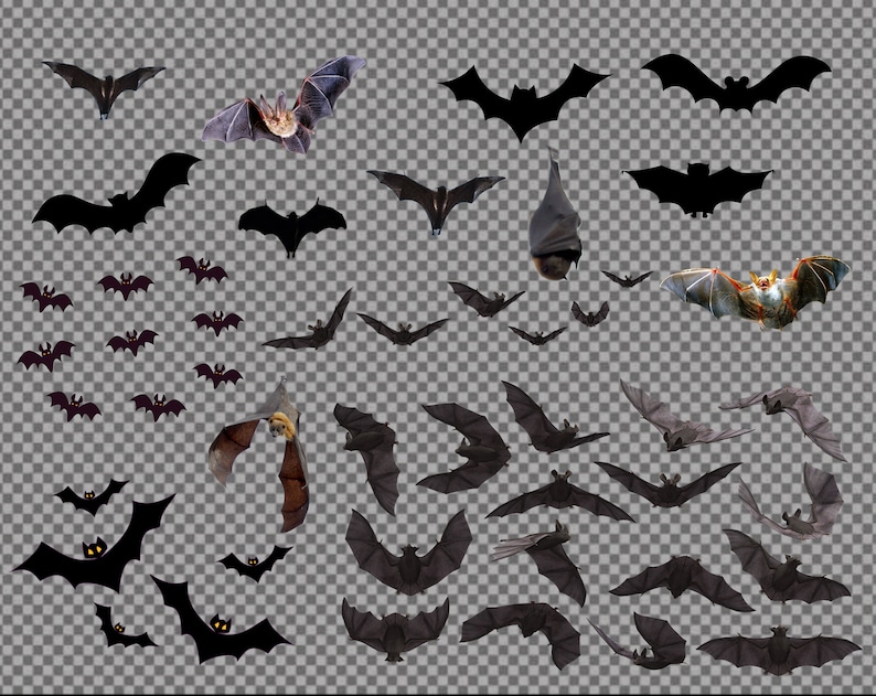 Bat Overlays PNG Real Bat Overlays Flying Bats Bat - Etsy UK