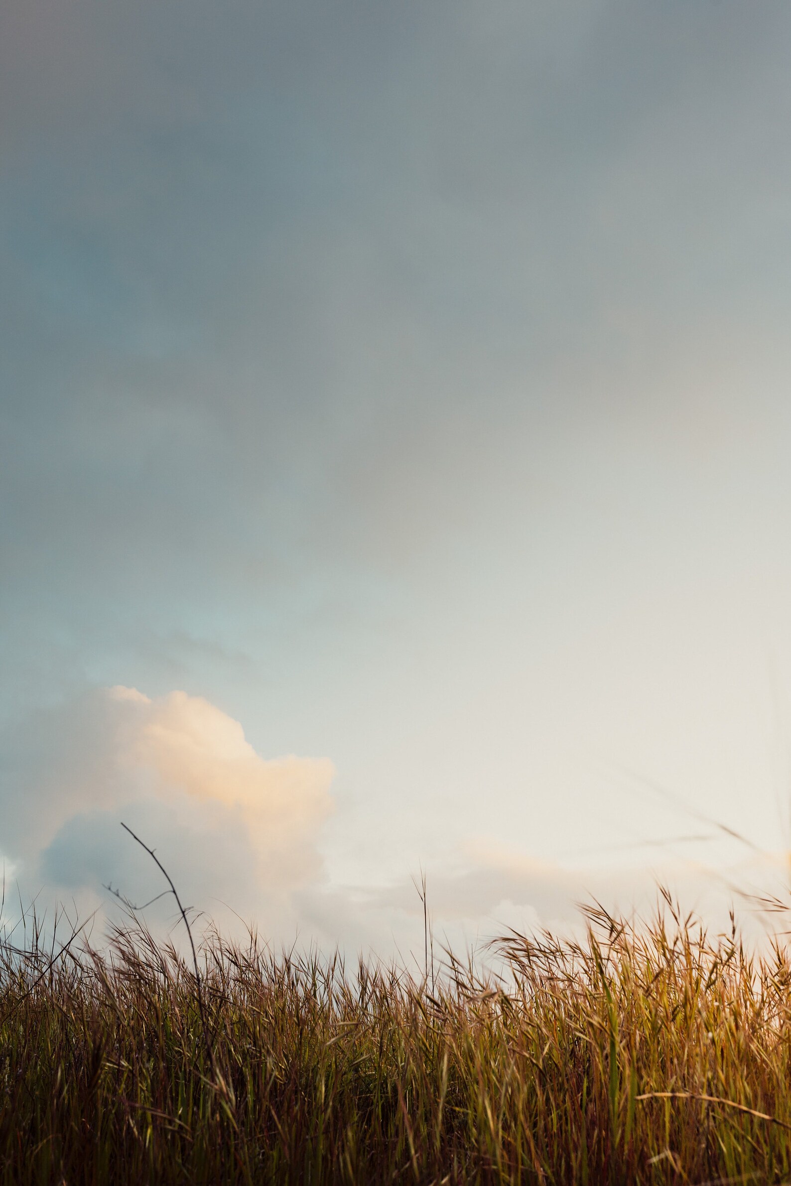 20 PNG Grass Overlays, Transparent Background, Real Grass Overlays ...