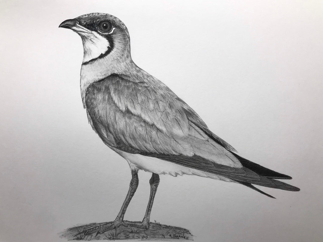 Realistic Drawing of Bird / Sample Works / Art / Realistic Art ...