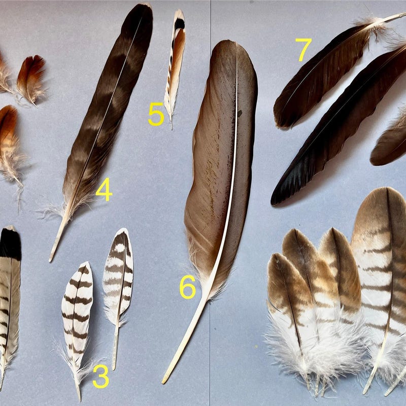 Kestrel Feathers - Etsy