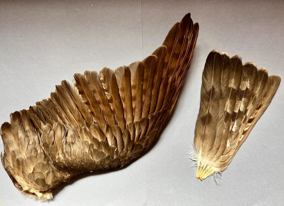 Goshawk / for Craft / Hawk Wing / for Collect / Cruelty Free - Etsy