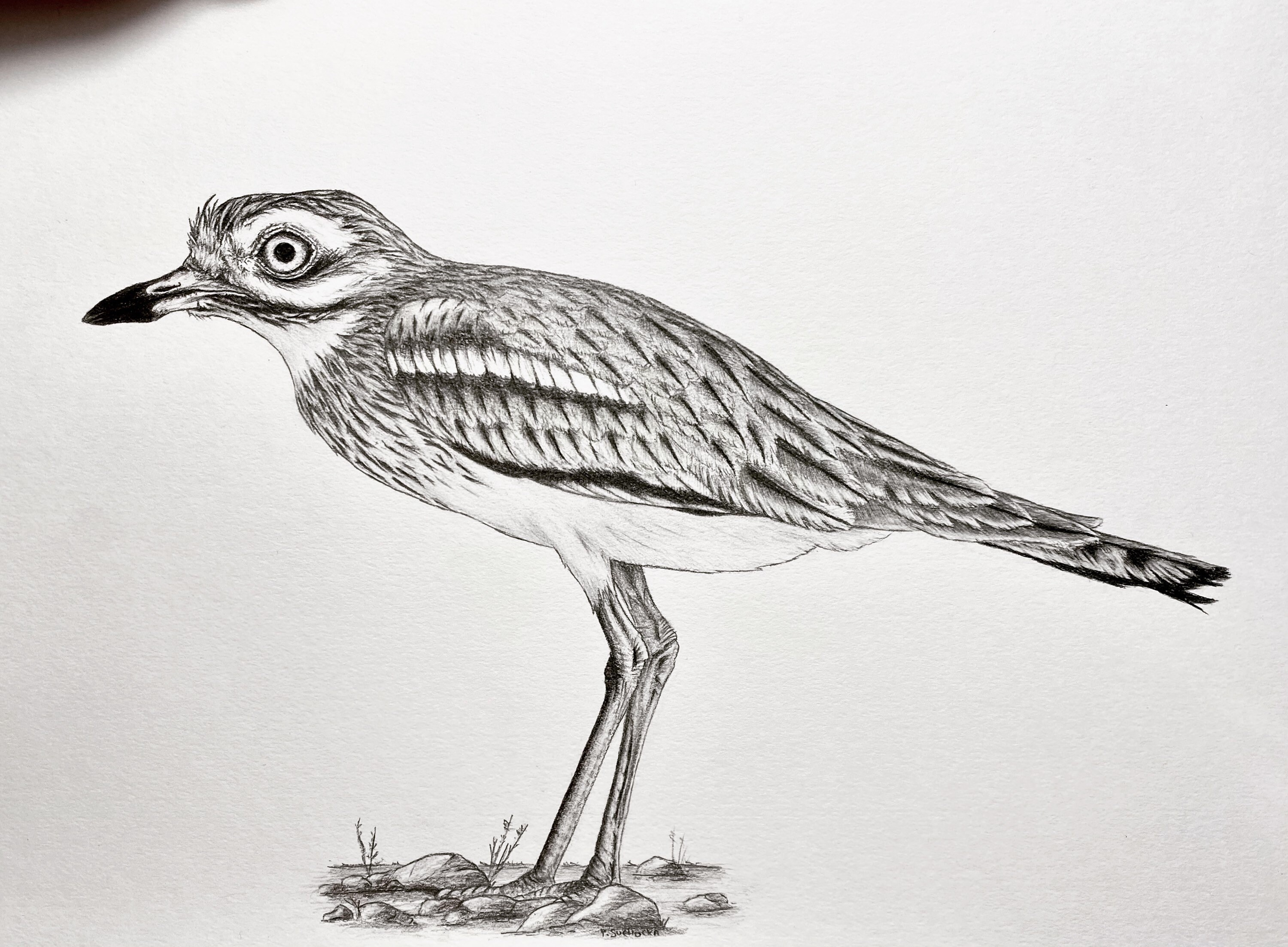Realistic Drawing of Bird / Sample Works / Art / Realistic Art - Etsy