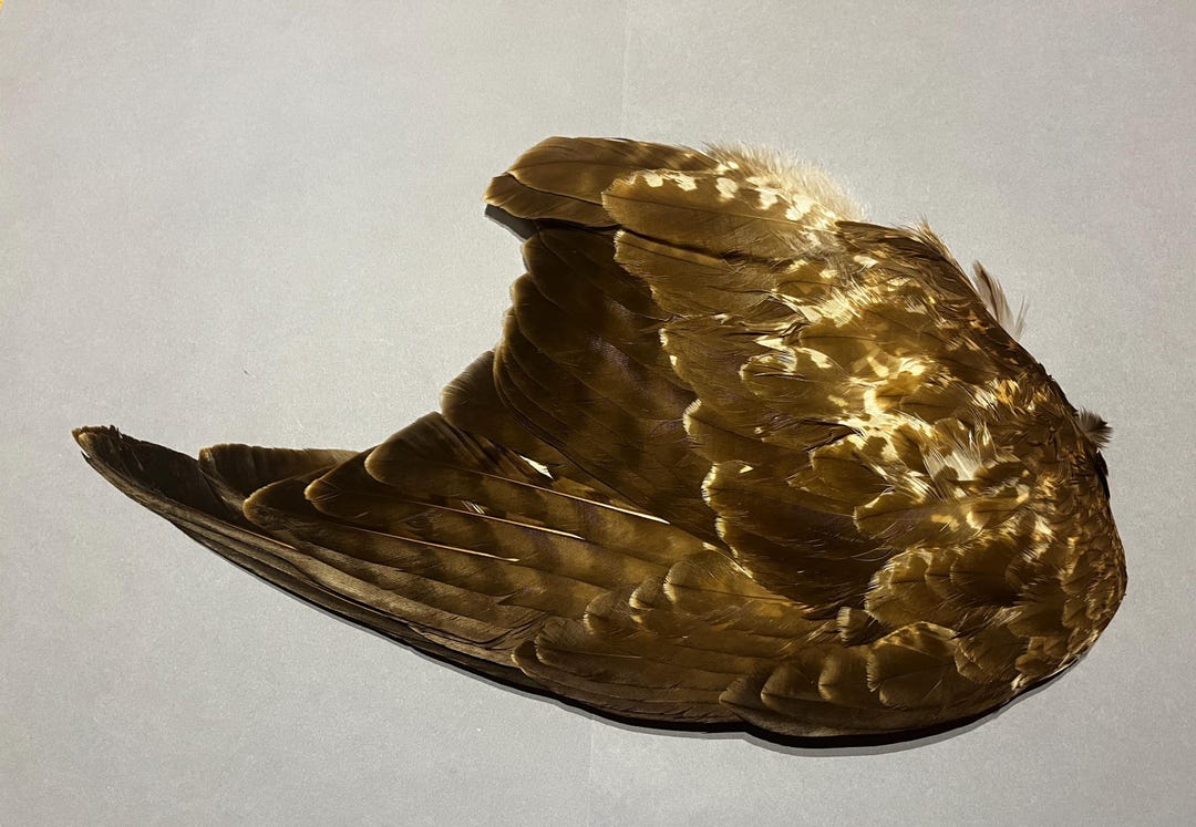 For Craft / Buzzard Wing for Craft / Feathers for Collect / Cruelty ...