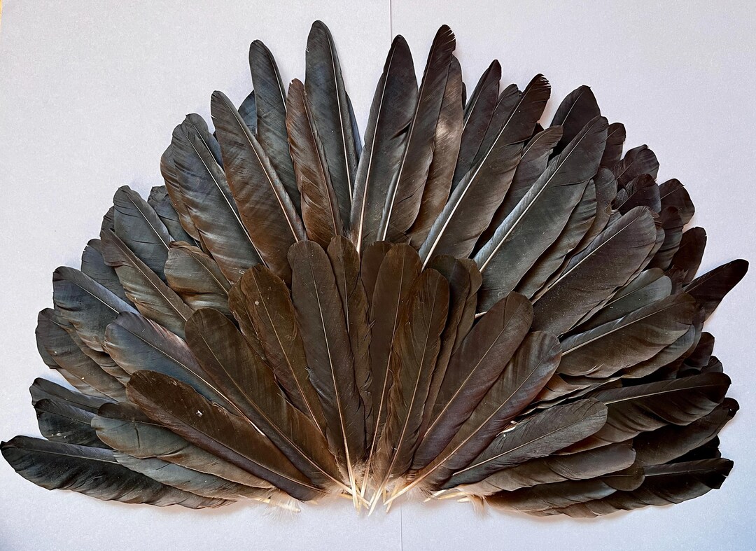 Rook / Pack of 150 Pcs Feathers / for Collect / Wicca / Witchcraft ...