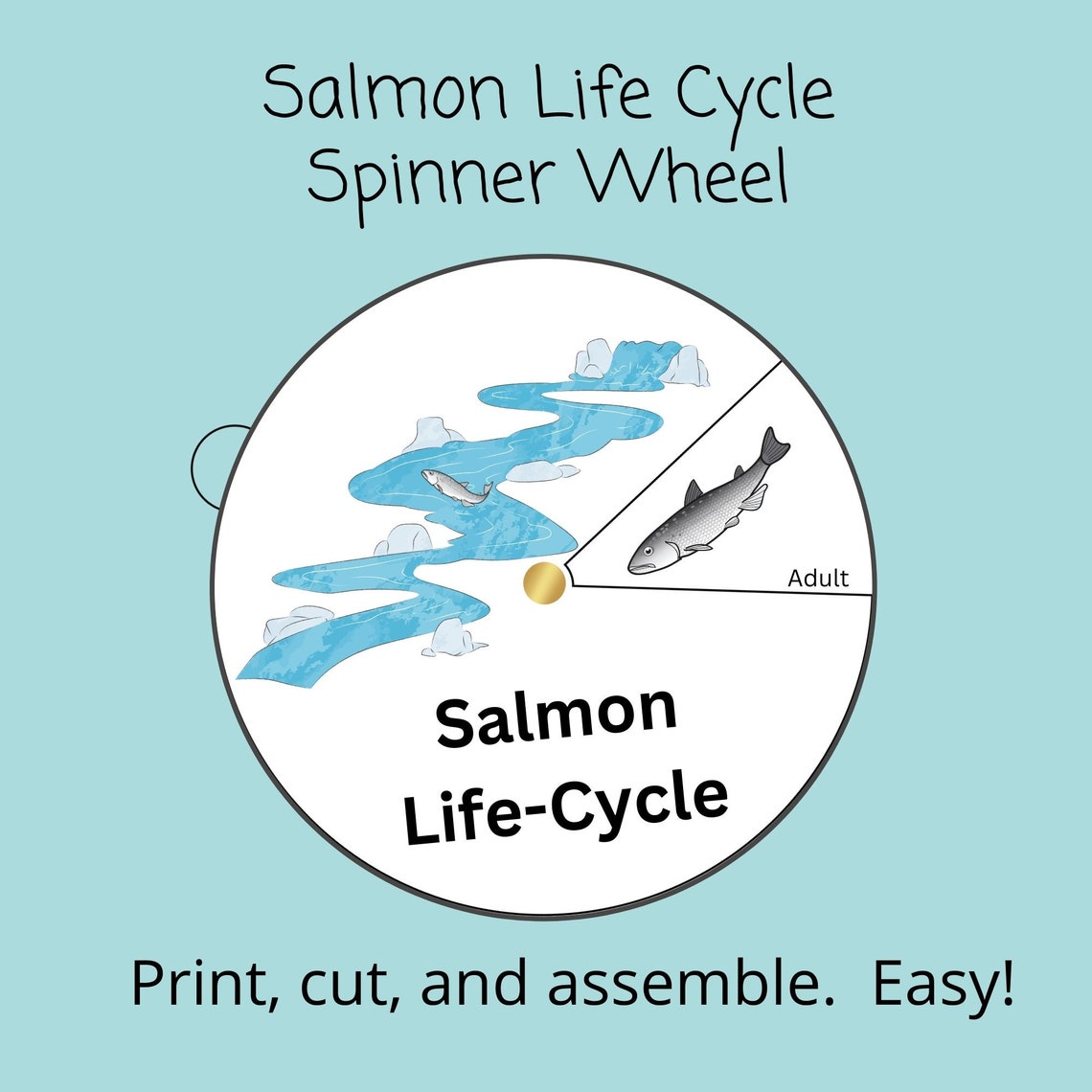 Salmon Life Cycle Wheel, Life Cycle of a Salmon, Fish Life Cycle Study ...