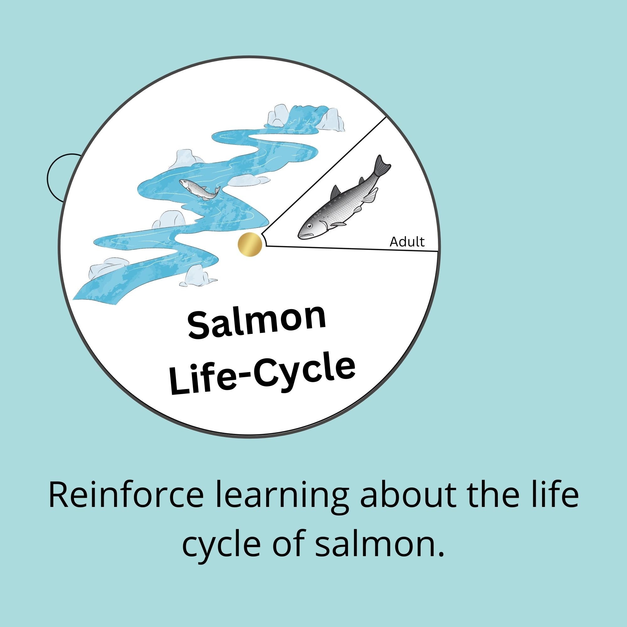 Salmon Life Cycle Spinner Wheel Craft, Homeschool Science, Salmon Unit ...