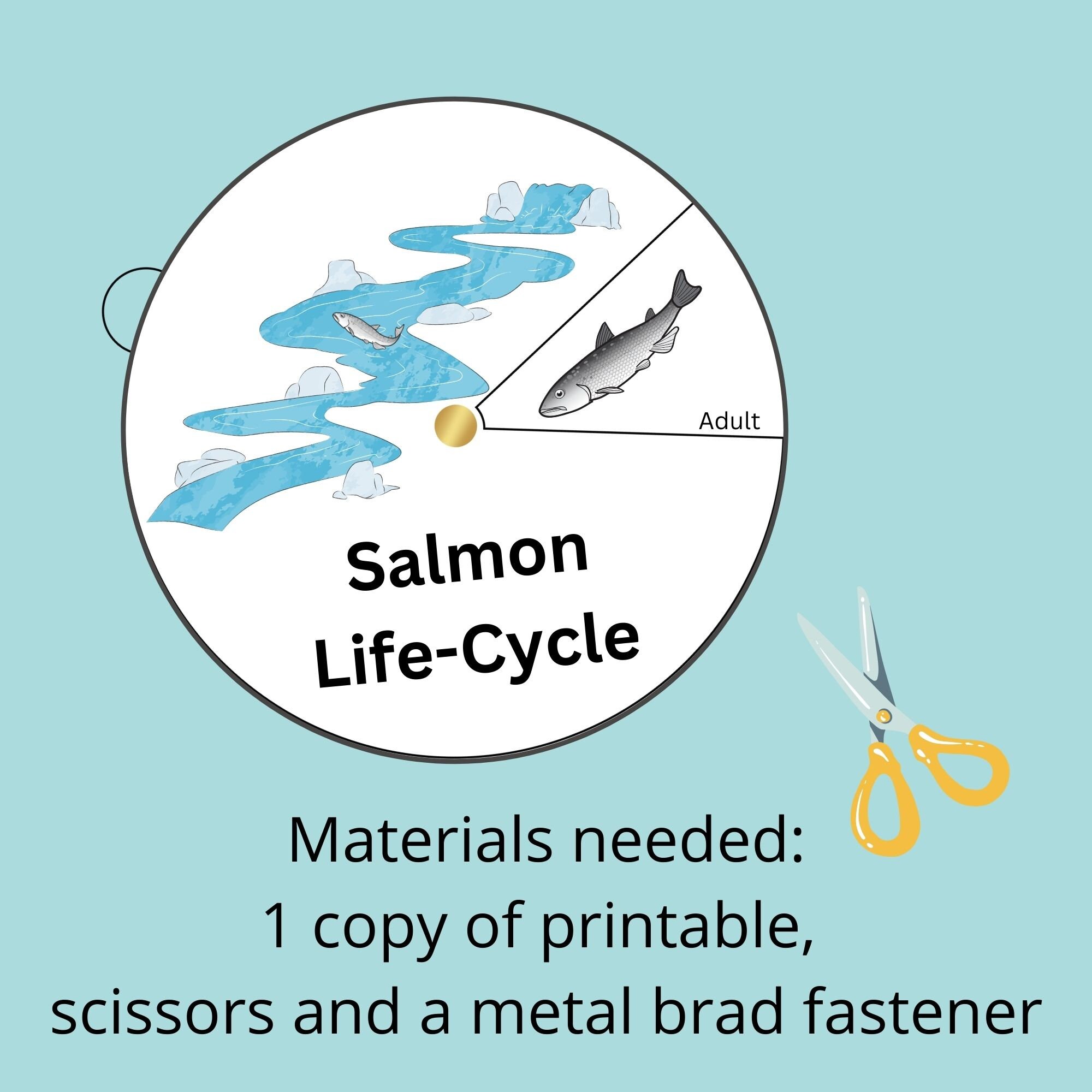 Salmon Life Cycle Wheel, Life Cycle of a Salmon, Fish Life Cycle Study ...