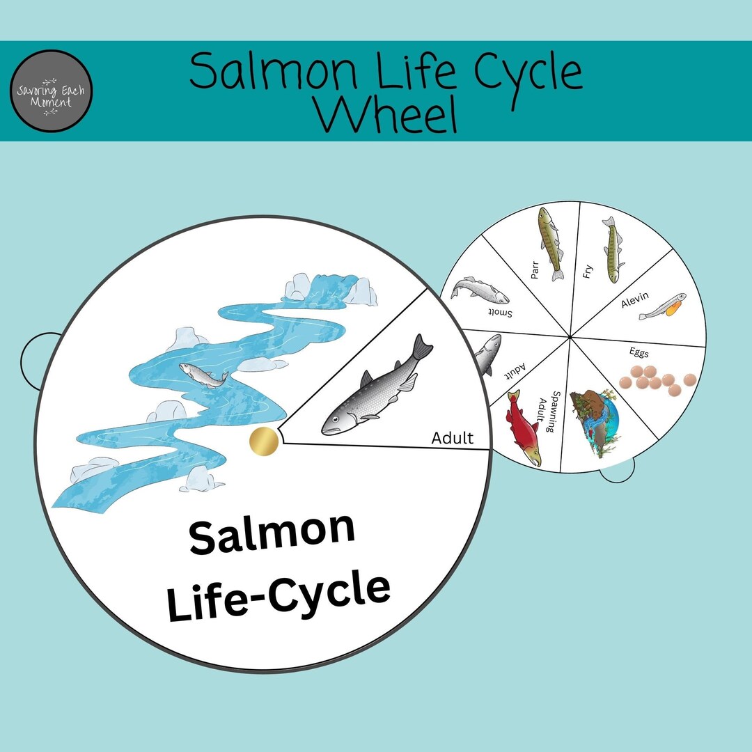 Salmon Life Cycle Wheel, Life Cycle of a Salmon, Fish Life Cycle Study ...