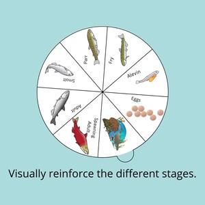 Salmon Life Cycle Wheel, Life Cycle of a Salmon, Fish Life Cycle Study ...