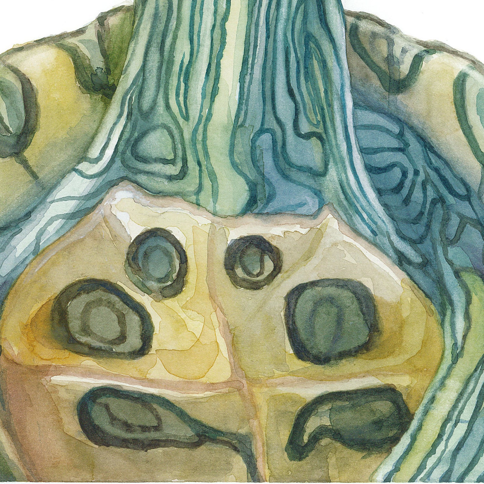 Red Eared Slider Watercolor Portrait Print - Etsy