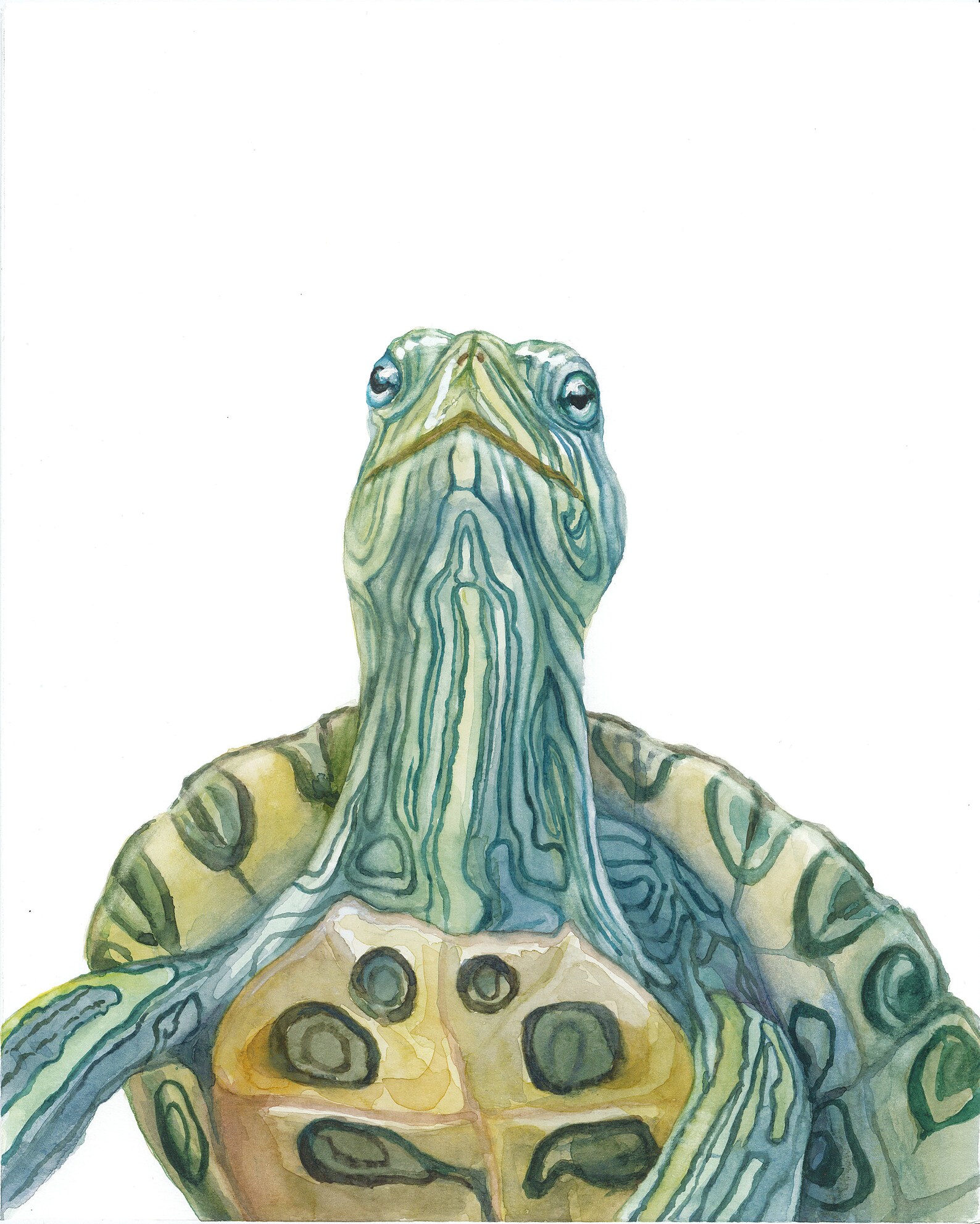 Red Eared Slider Watercolor Portrait - Etsy