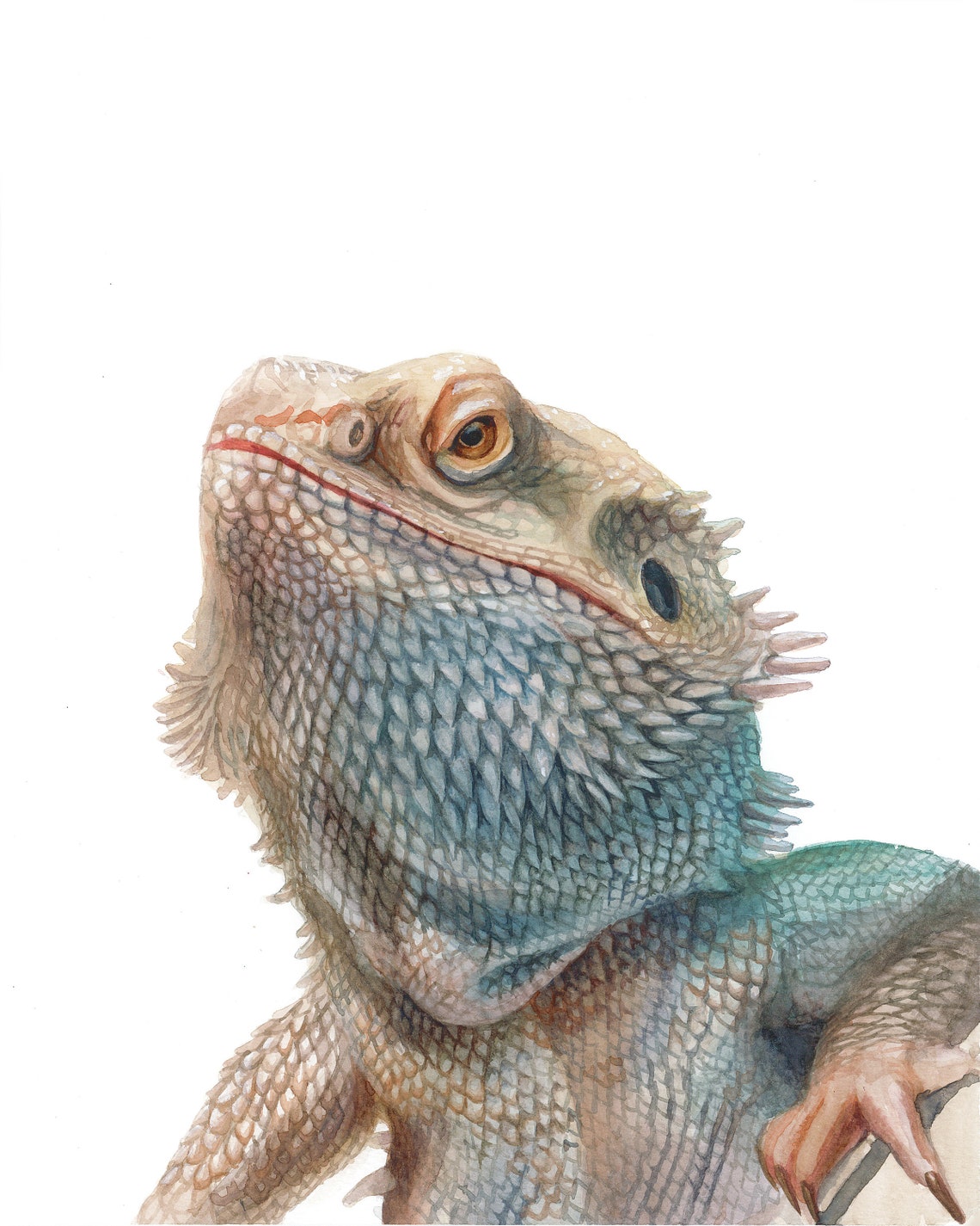 Bearded Dragon Watercolor Portrait Print - 11x14 - Etsy