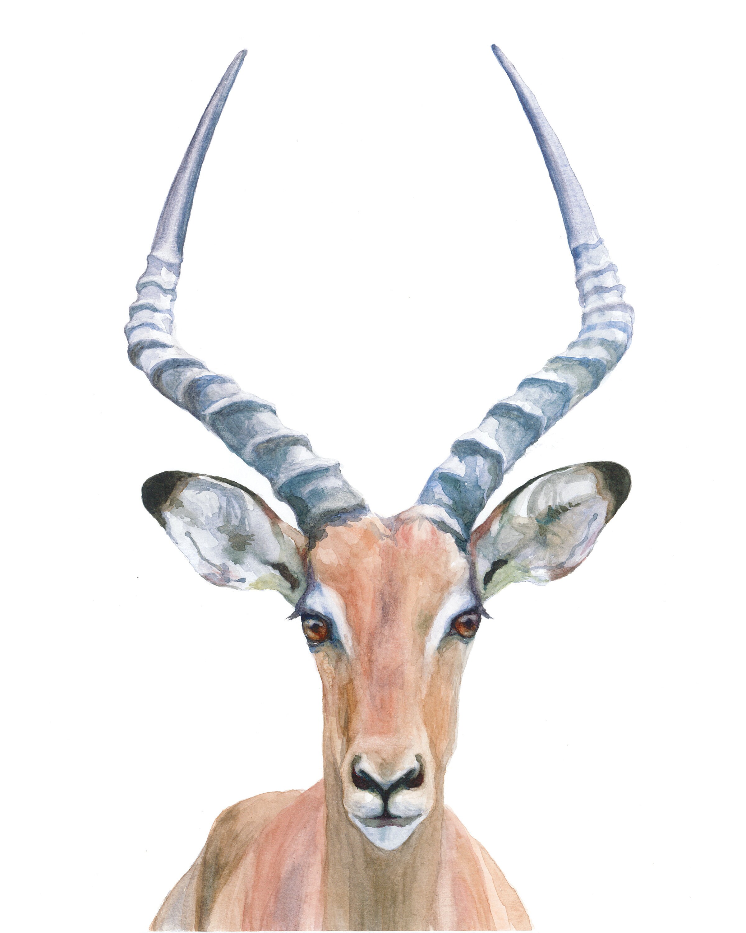Impala Animal Drawing