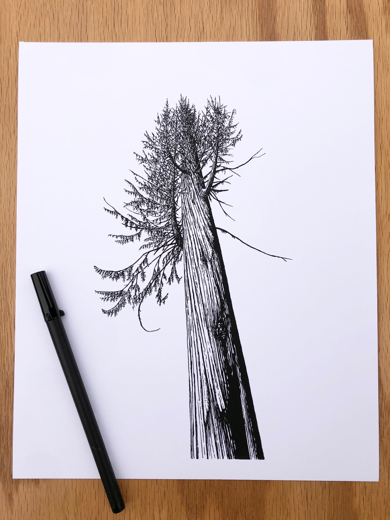 North Cascades Cedar Tree, Tree Art, Pacific Northwest Nature - Etsy