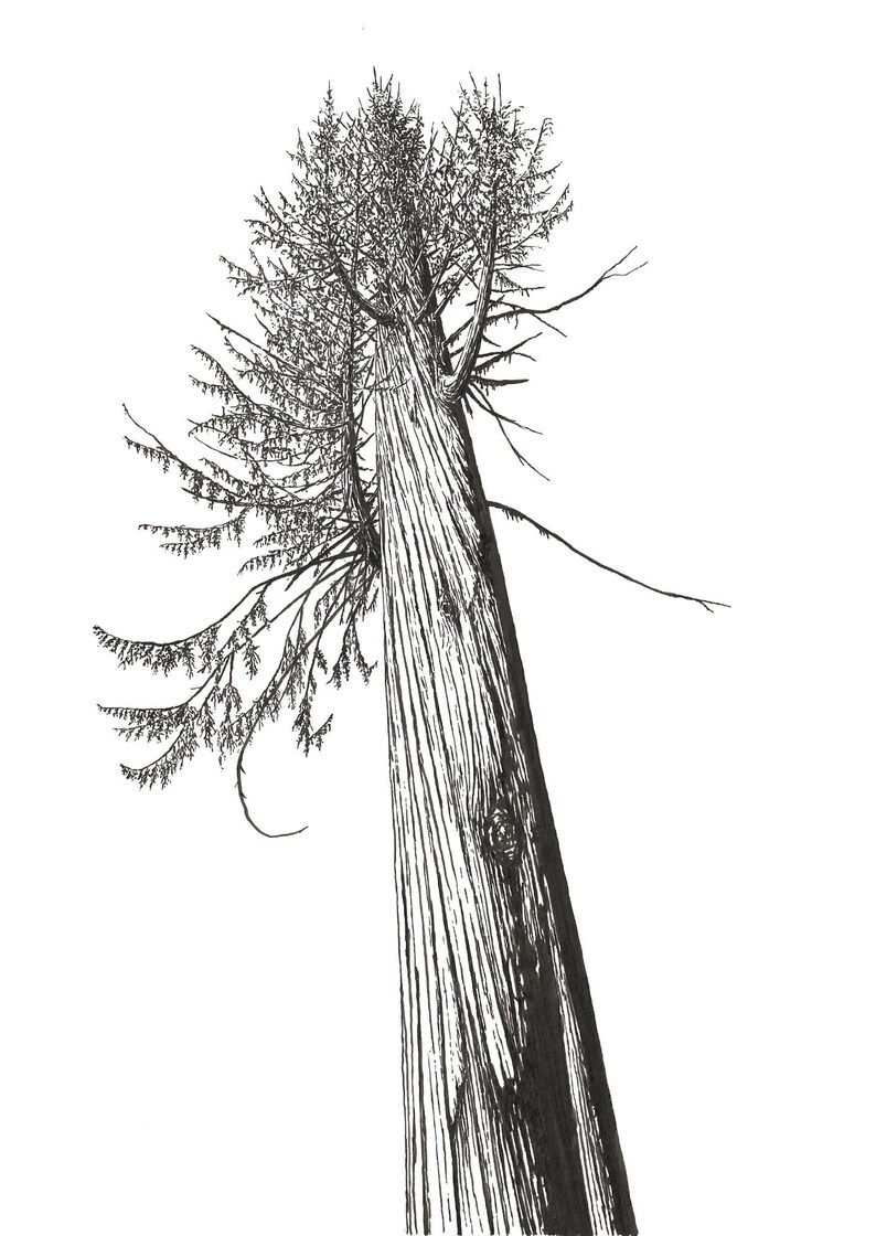 North Cascades Cedar Tree, Tree Art, Pacific Northwest Nature - Etsy