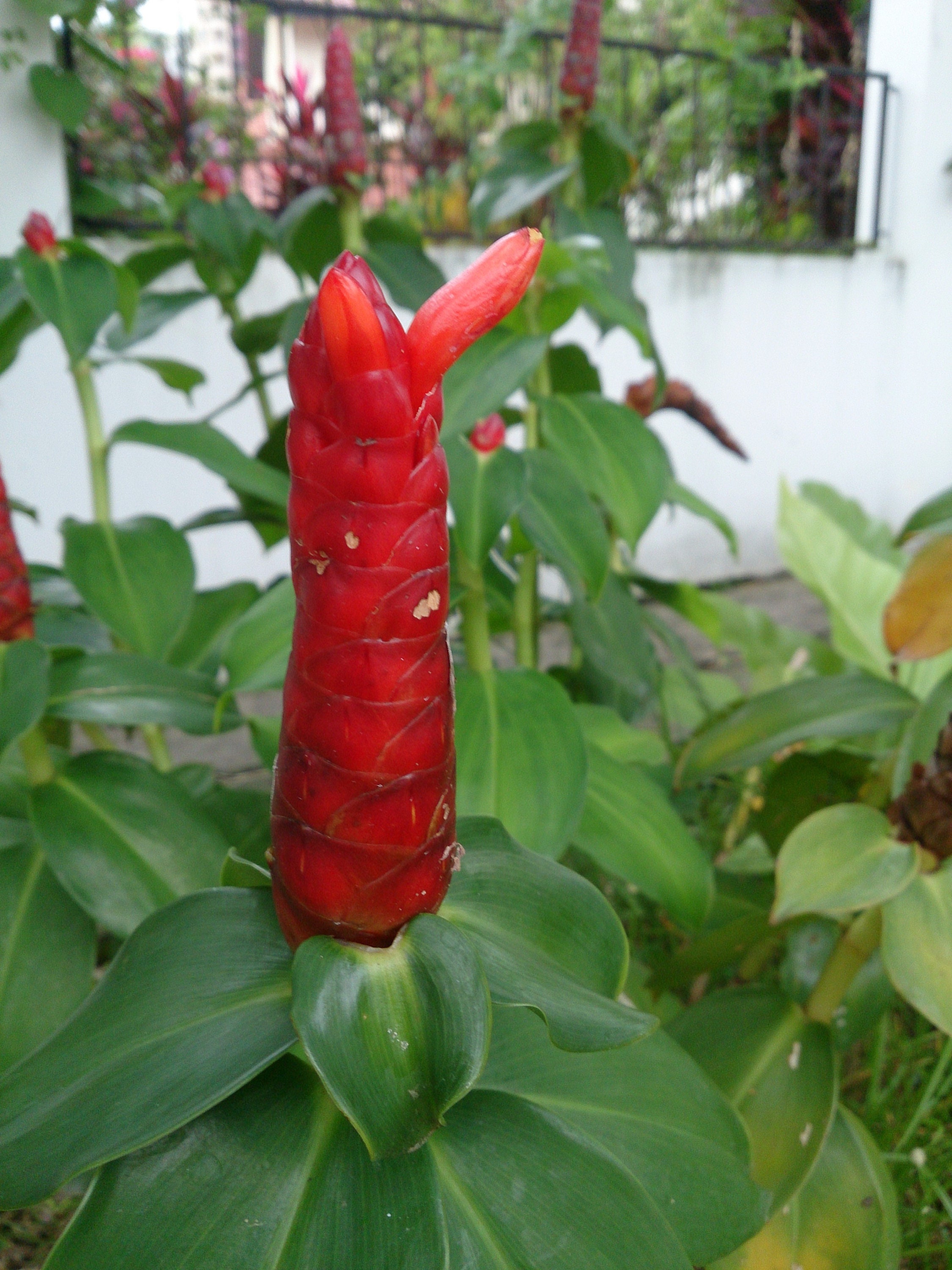 Red Button Ginger costus Woodsonii - Etsy