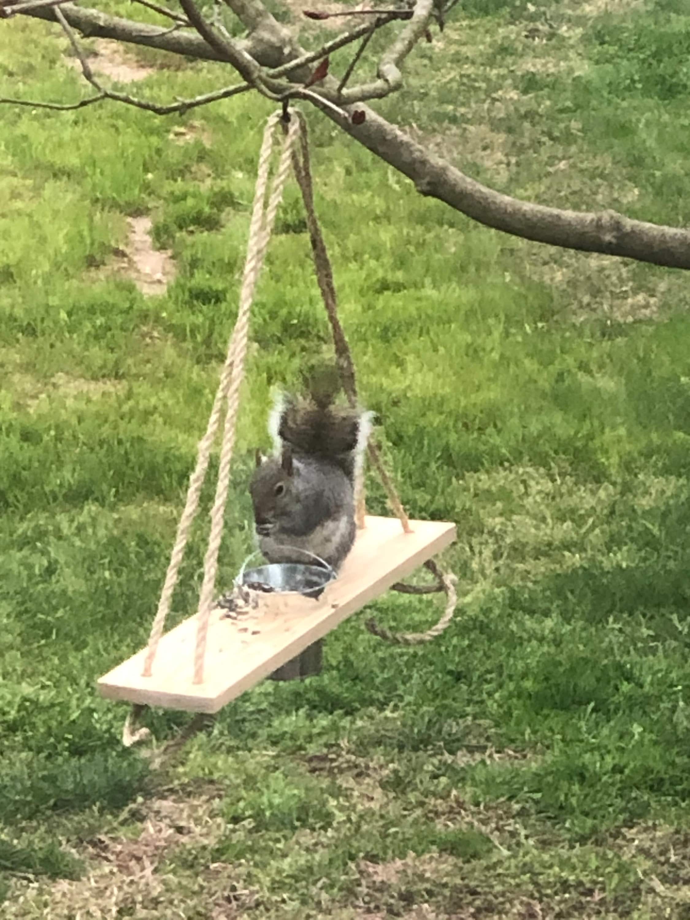 Squirrel/bird Critter Feeder Swing - Etsy