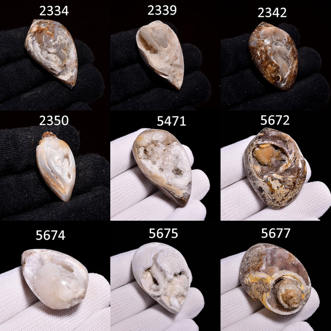 Gastropod snail Shell Fossil Agate Druzy Gemstone, Fancy Shape ...