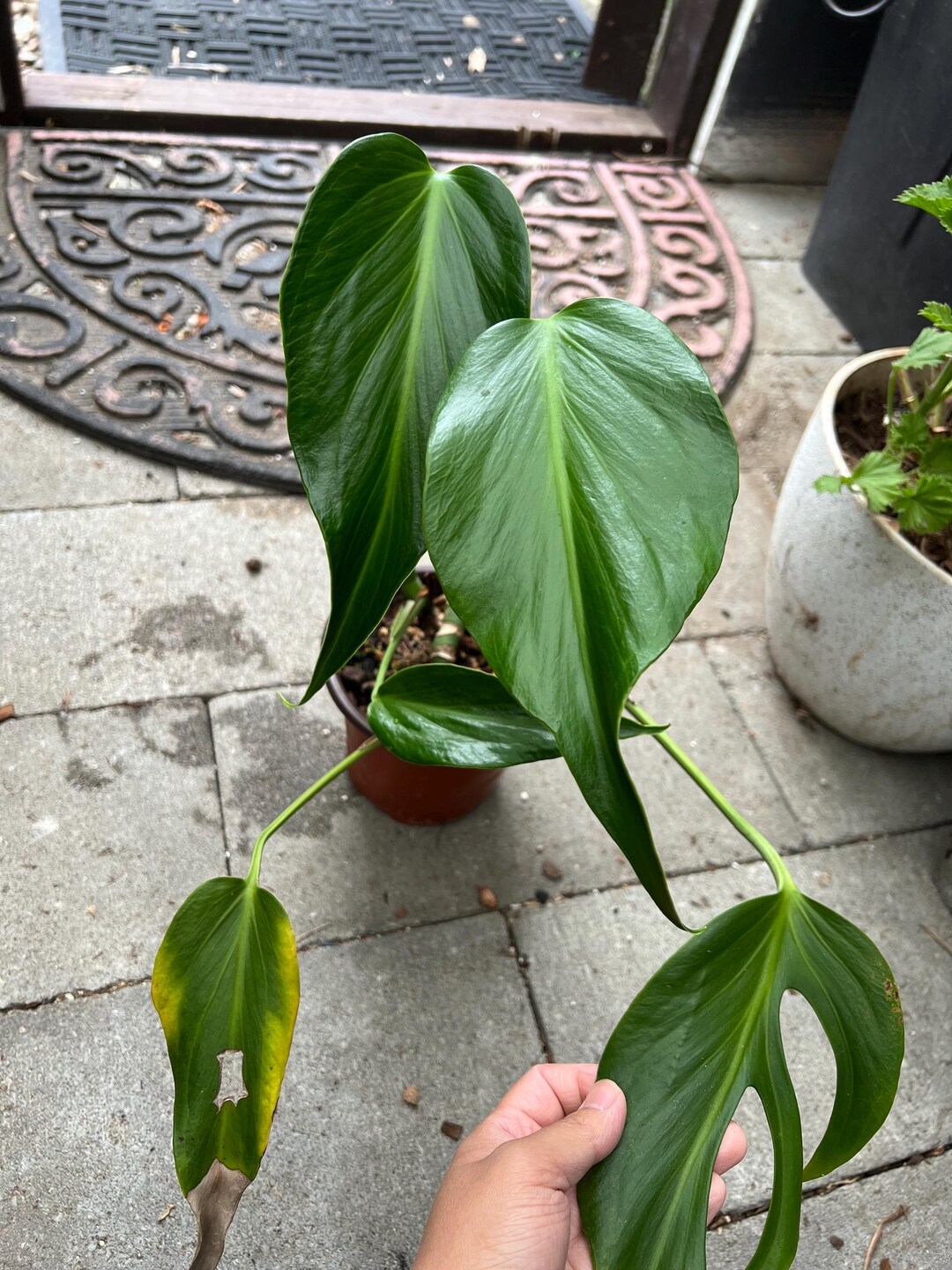 Monstera Burle Marx Flame( Monstera Dilacerata ) - Etsy
