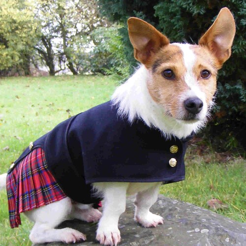 Tartan Plaid Dog Kilts. Weddings Hogmanay and Burns Night. - Etsy