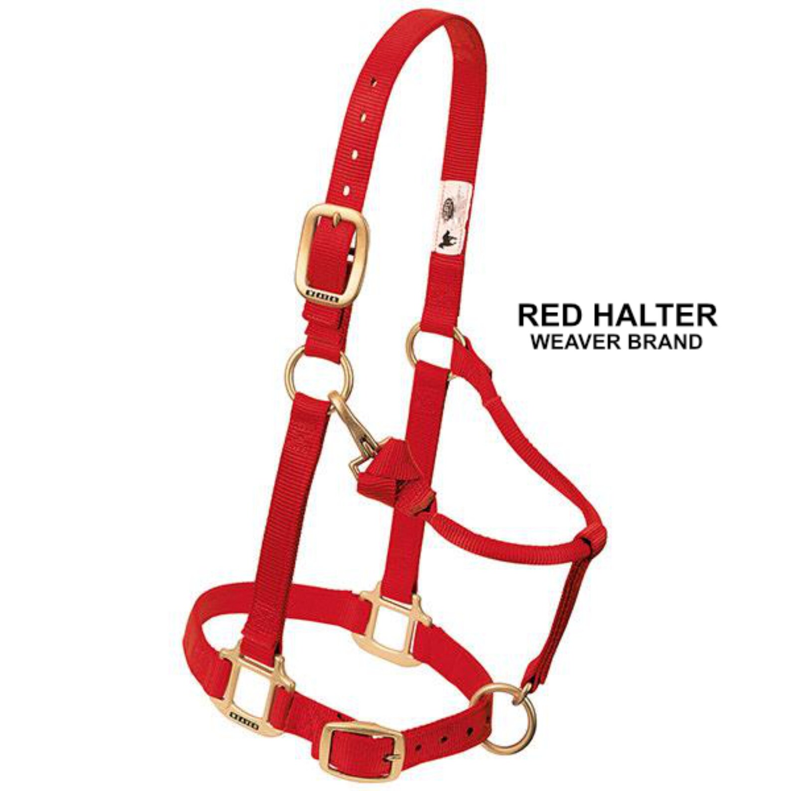 Personalized DRAFT ONLY Horse Halter, Halter, Monogrammed Horse Halter ...