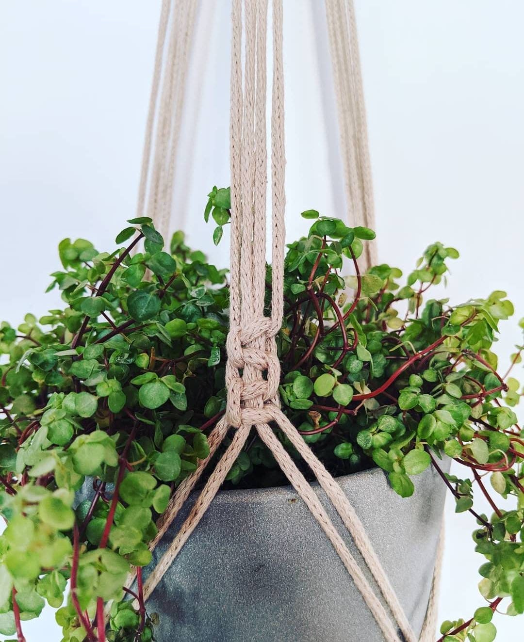 Macrame Plant Hanger - Etsy UK
