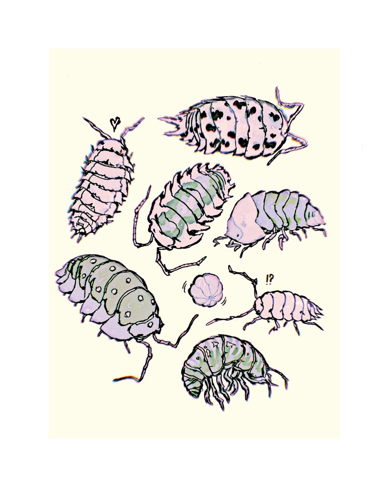Isopod Art Print | 8"x10" | Rolly Polly Illustration | Bug Art - Etsy