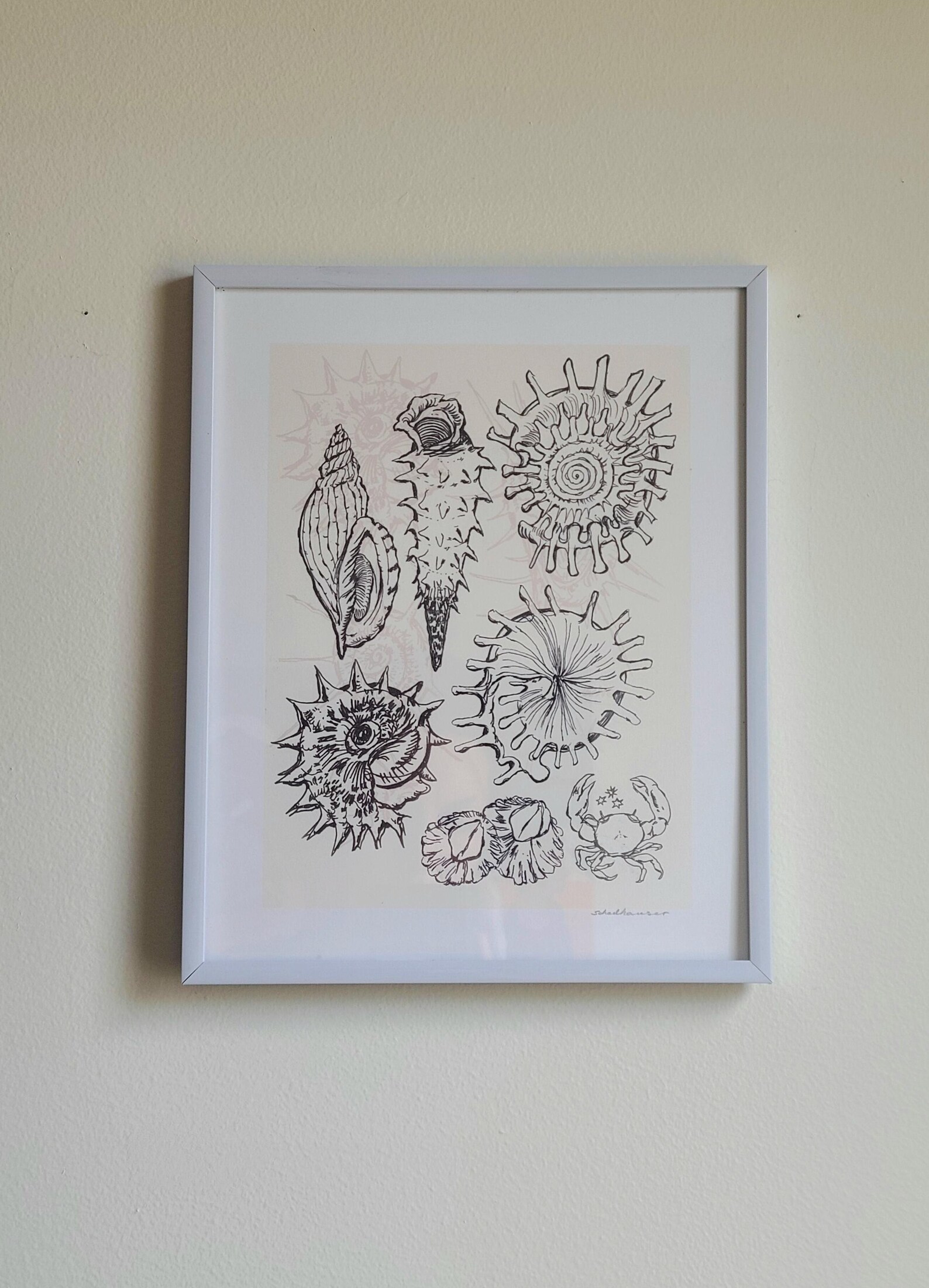 Seashell Ink Illustration | 8"x10" Art Print | New England Art - Etsy