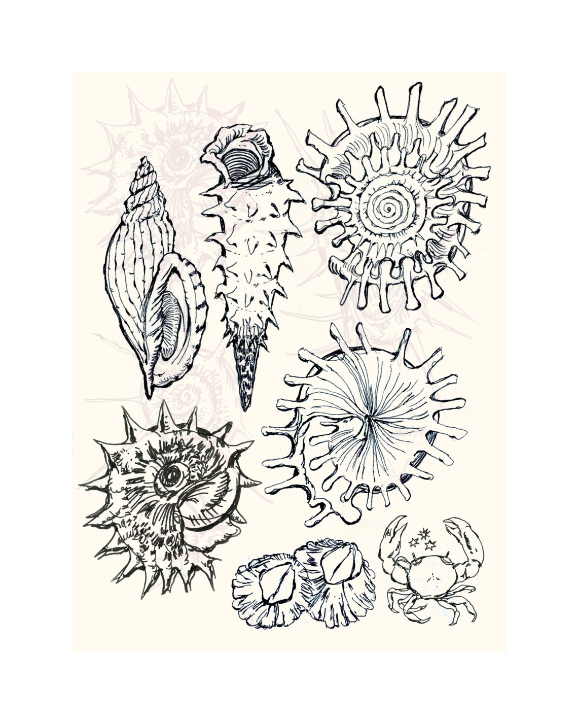 Seashell Ink Illustration | 8"x10" Art Print | New England Art - Etsy