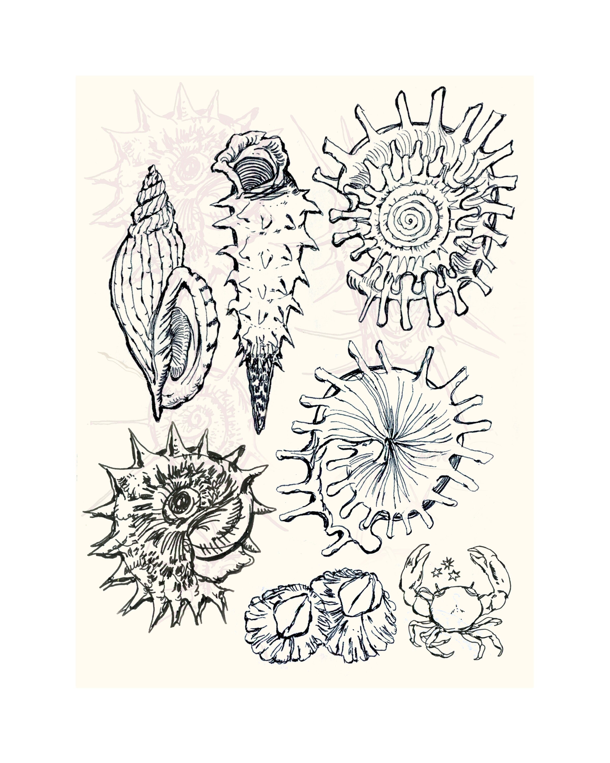 Seashell Ink Illustration | 8"x10" Art Print | New England Art - Etsy