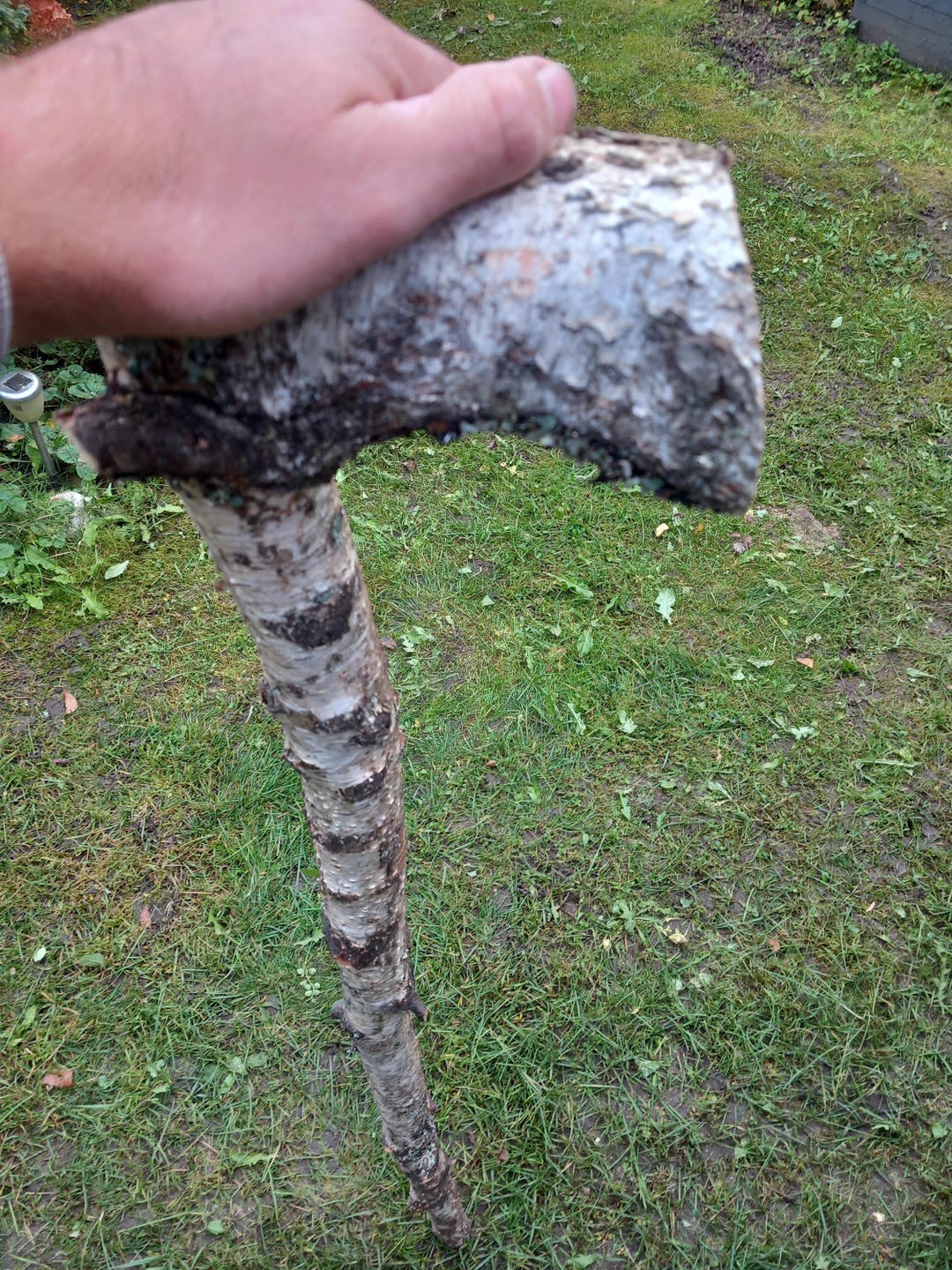 Birch Walking Stick Raw Material, Blank for Sraff, Cane, Walking Stick ...