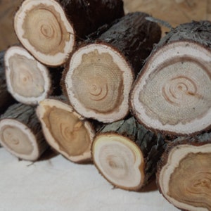 Juniper Wood Log - DIY Craft Supplies, Juniperus Communis Tree, Shaman ...