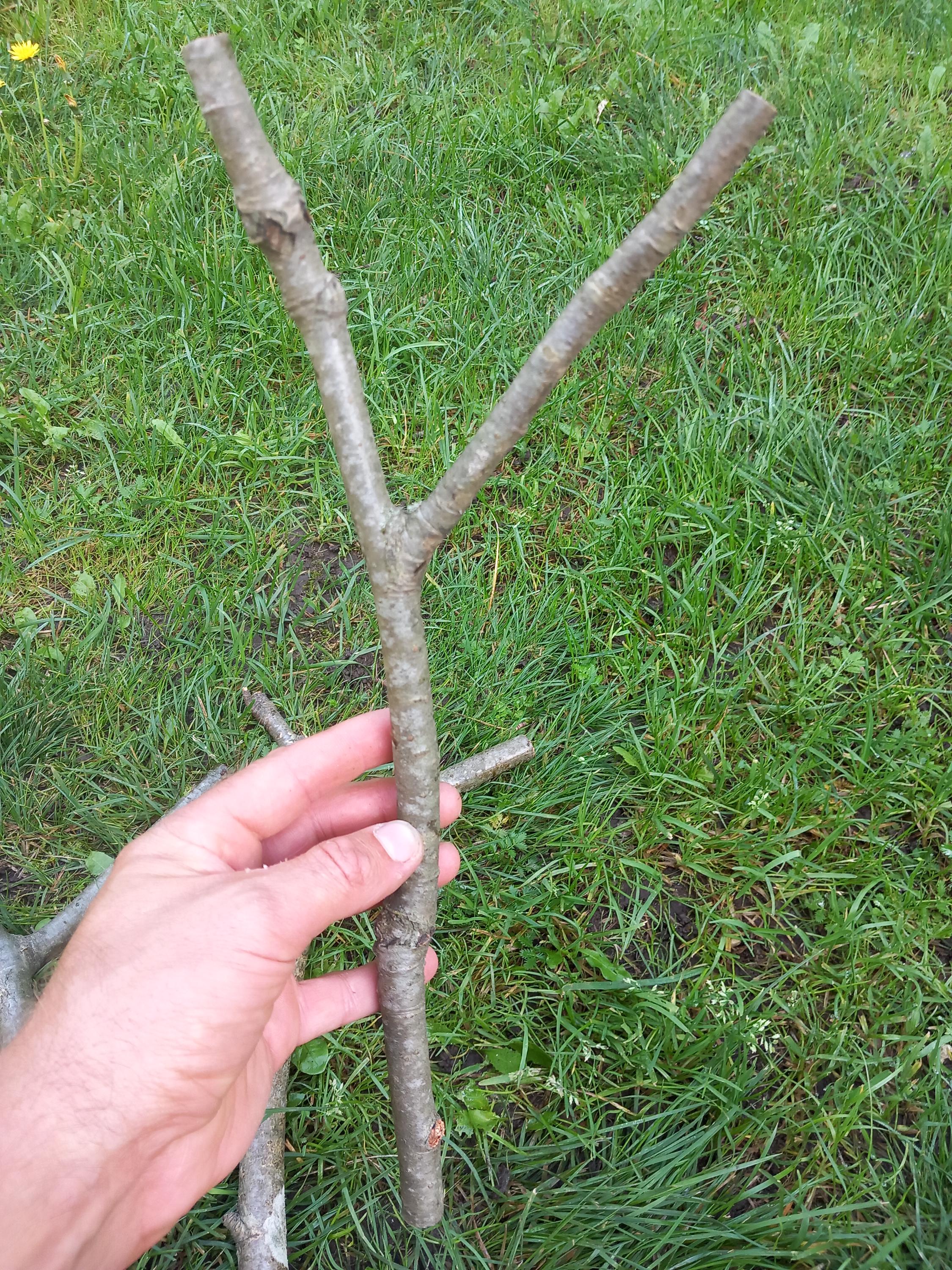 Rowan Wood Wand Unfinished - FORKED, With Bark Real Magic Wand, Wizard ...