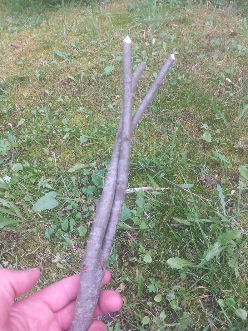 Rowan Wood Staff Unfinished Forked Nr.1 Real Magic Staff, Wizard Staff ...