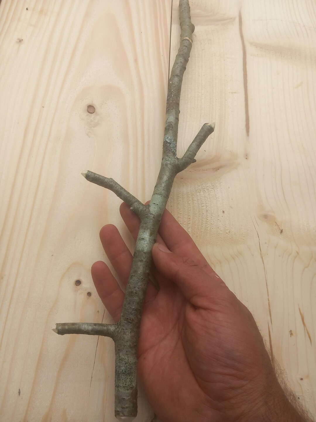 Rowan Wood Wand Unfinished Nr.1 Forked Real Magic Wand, Wizard Wand ...
