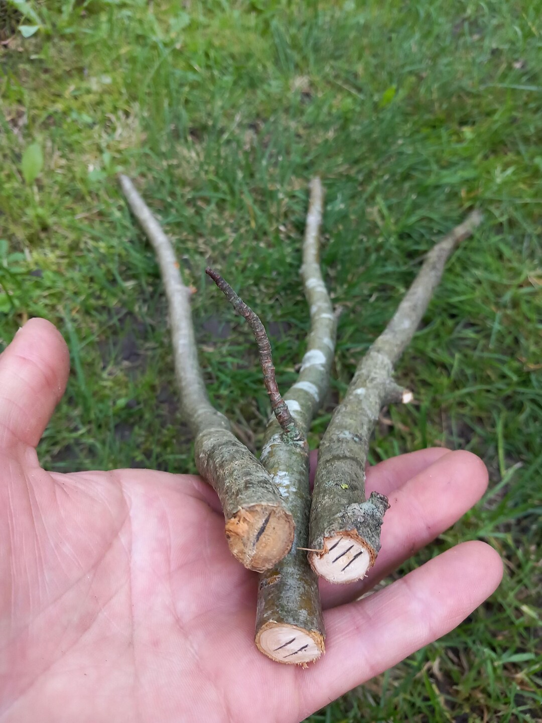 Rowan Wood Wand Unfinished - Long, With Bark Real Magic Wand, Wizard ...